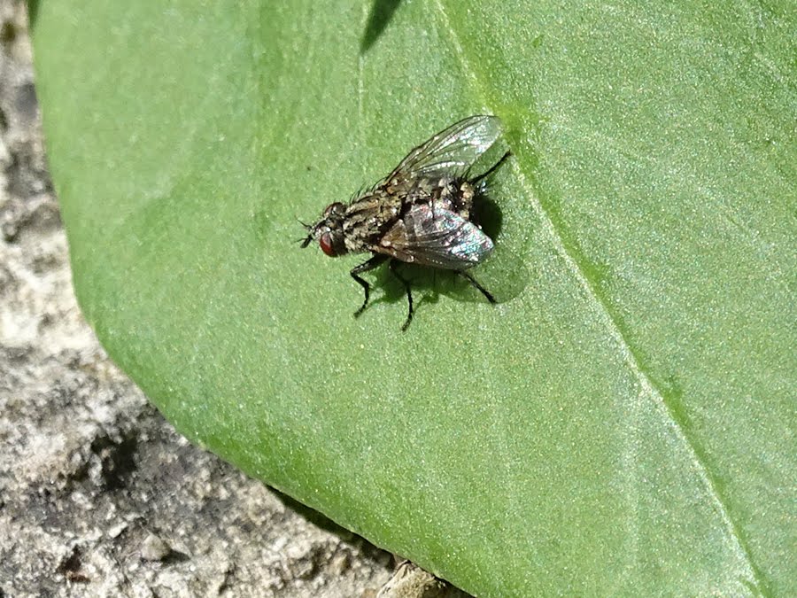 Port and Wey: Portland Insects F