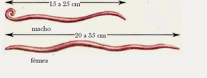 G e Z Ciências : VERMES 2 - NEMATELMINTES