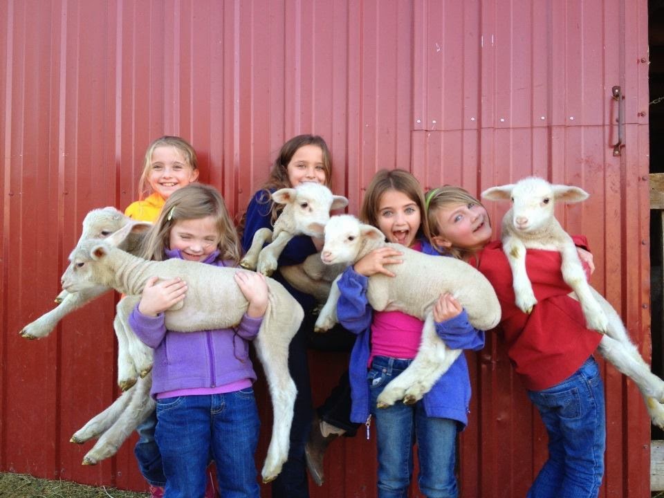 (Inter) National Hug A Sheep Day: More Sheep Hugs