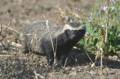 Fauna Patagonia: Huroncito Patagonico ( Lyncodon patagonicus )