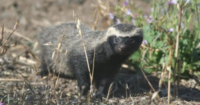 Fauna Patagonia: Huroncito Patagonico ( Lyncodon patagonicus )
