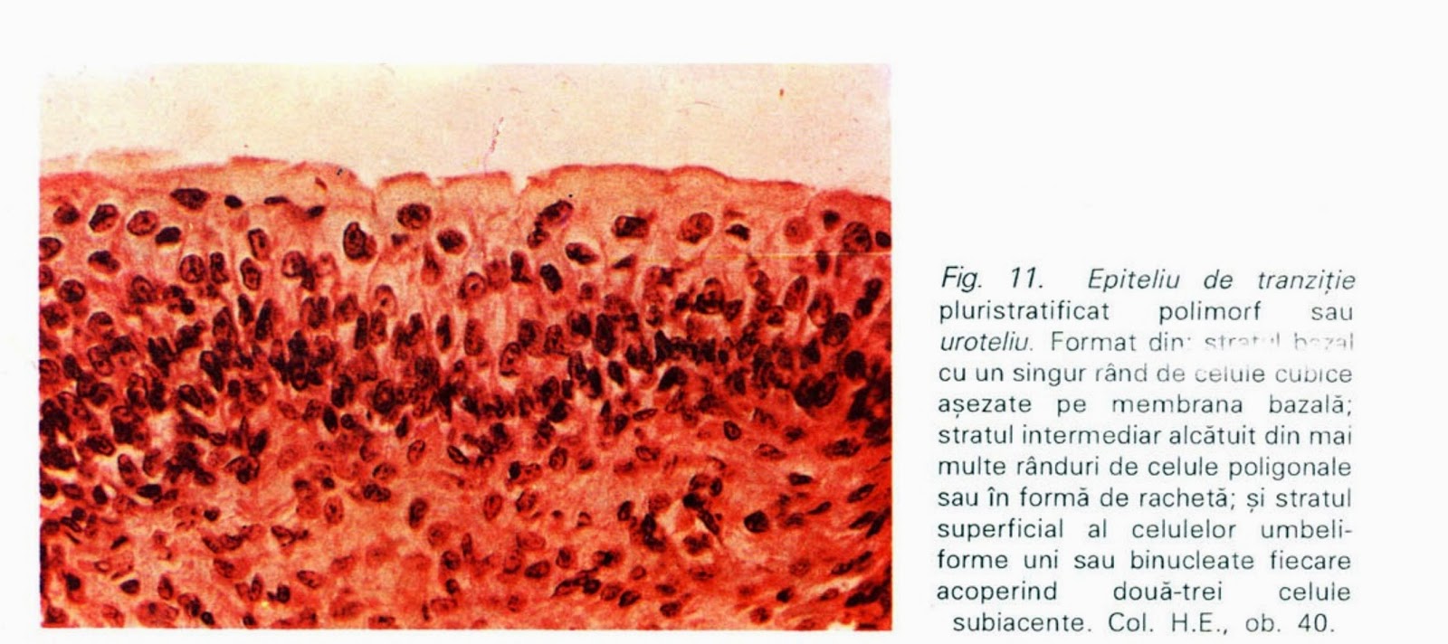 Stud-dent la Facultatea de Medicina Victor Papilian: octombrie 2014