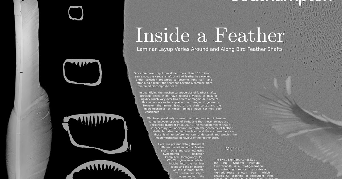 Better Posters: Critique: Feather sections