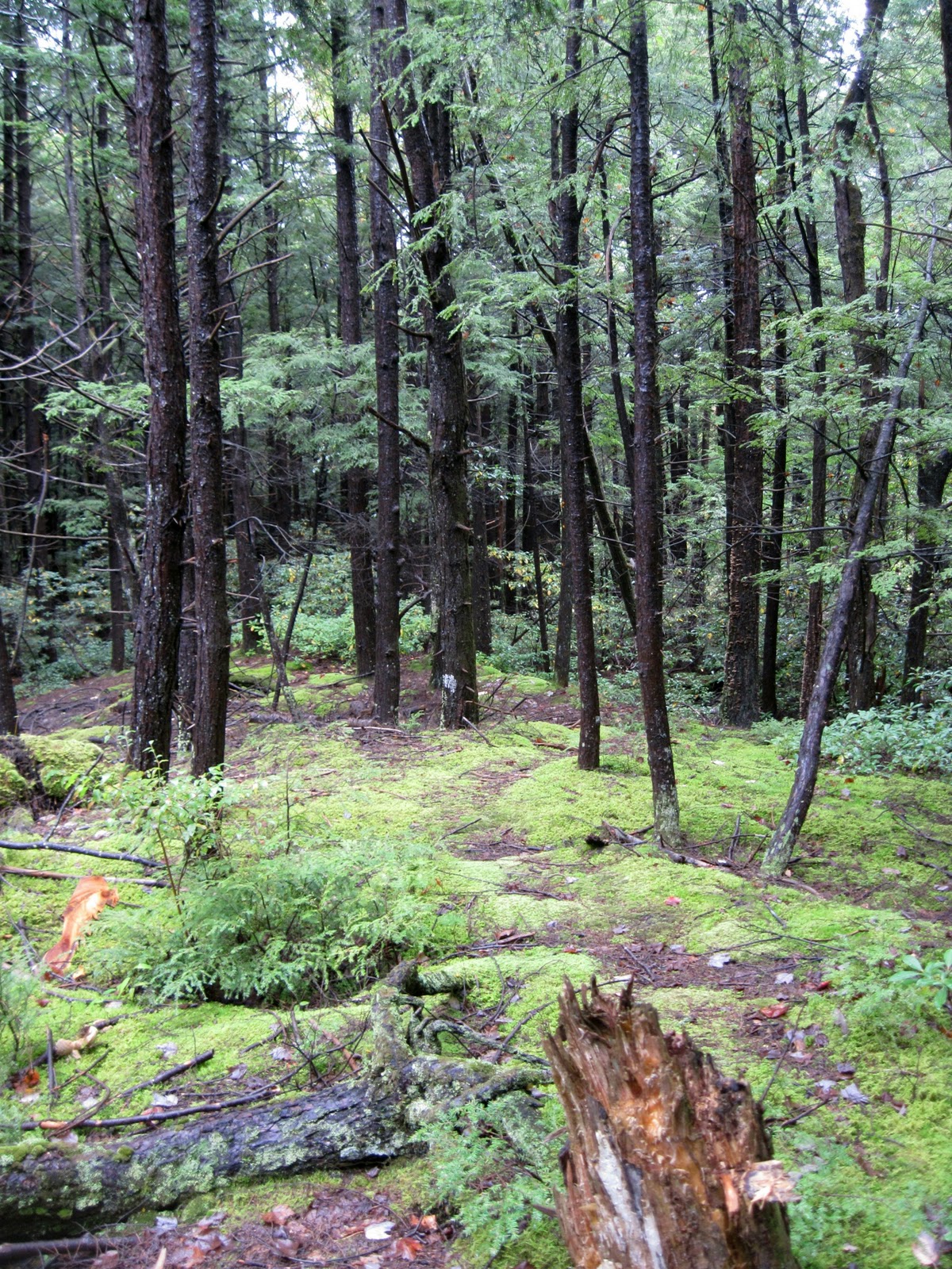 RavenWood Forest: Whirling Water and Tinkling Drops