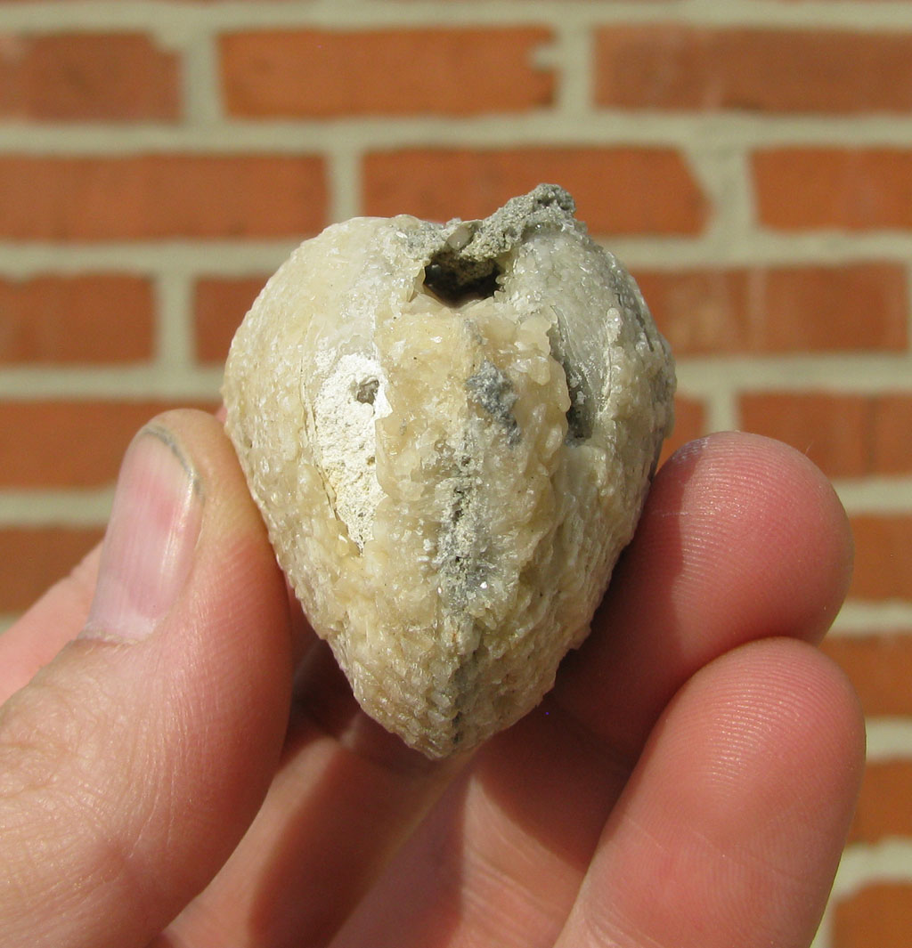 Views of the Mahantango: Anadara sp. fossil Pelecypod from Florida