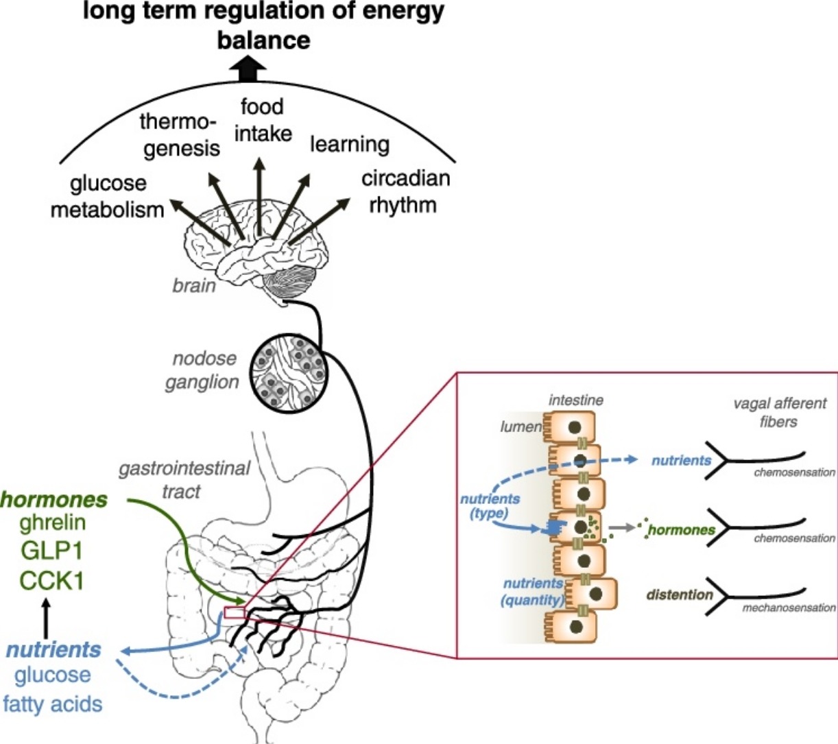 Vagus Nerve - vagal afferent nutrient sensing and its role in energy ...