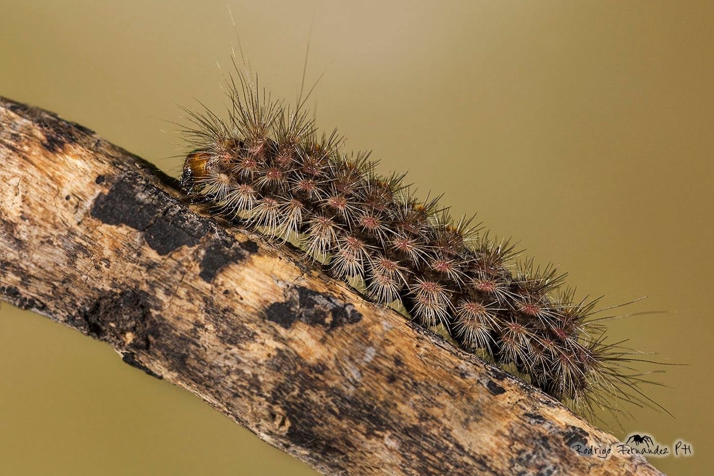 Argentina nativa: Paracles fusca
