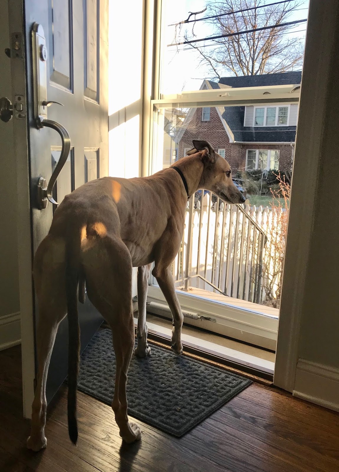 Greyt Expectations Greyhound Rescue: Buff (Atascocita Buff): 2/2 - Busy ...