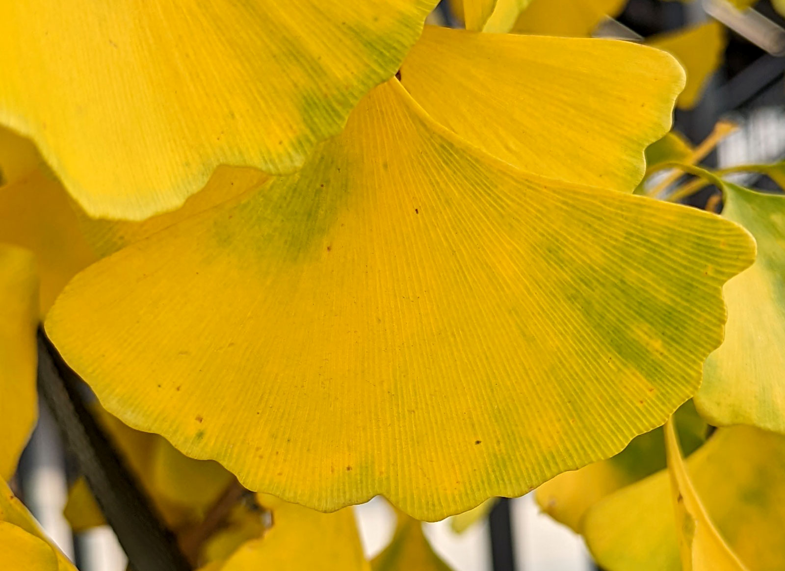 Louisville Fossils and Beyond: 2021