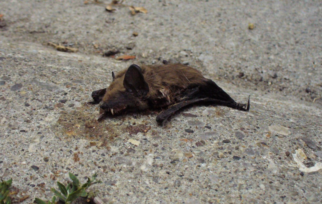 Hallowe'en Artists' Studio Trick or Treat Tour: August 2012