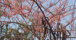 Khasiat Trengguli ~ Pertanian dan Peternakanku