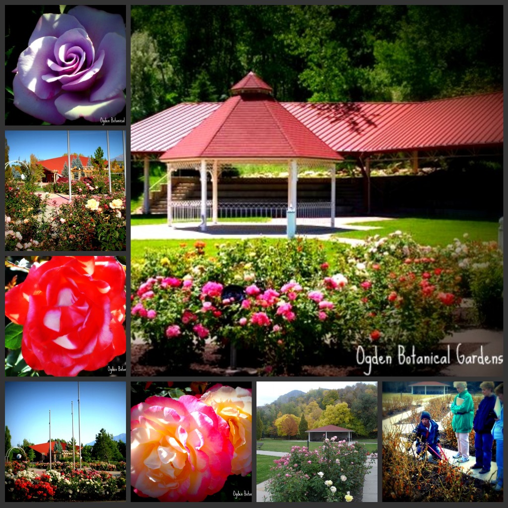 Ogden Botanical Gardens: Black Roses by Jerry Goodspeed