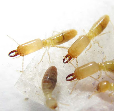 Photos and Info on Ants and Termites of Malaysia: Microcerotermes sp