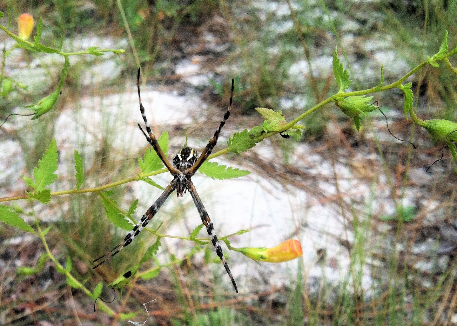 Hoot Owl Karma: Weymouth Woods - An Epic of Sandhills Biodiversity
