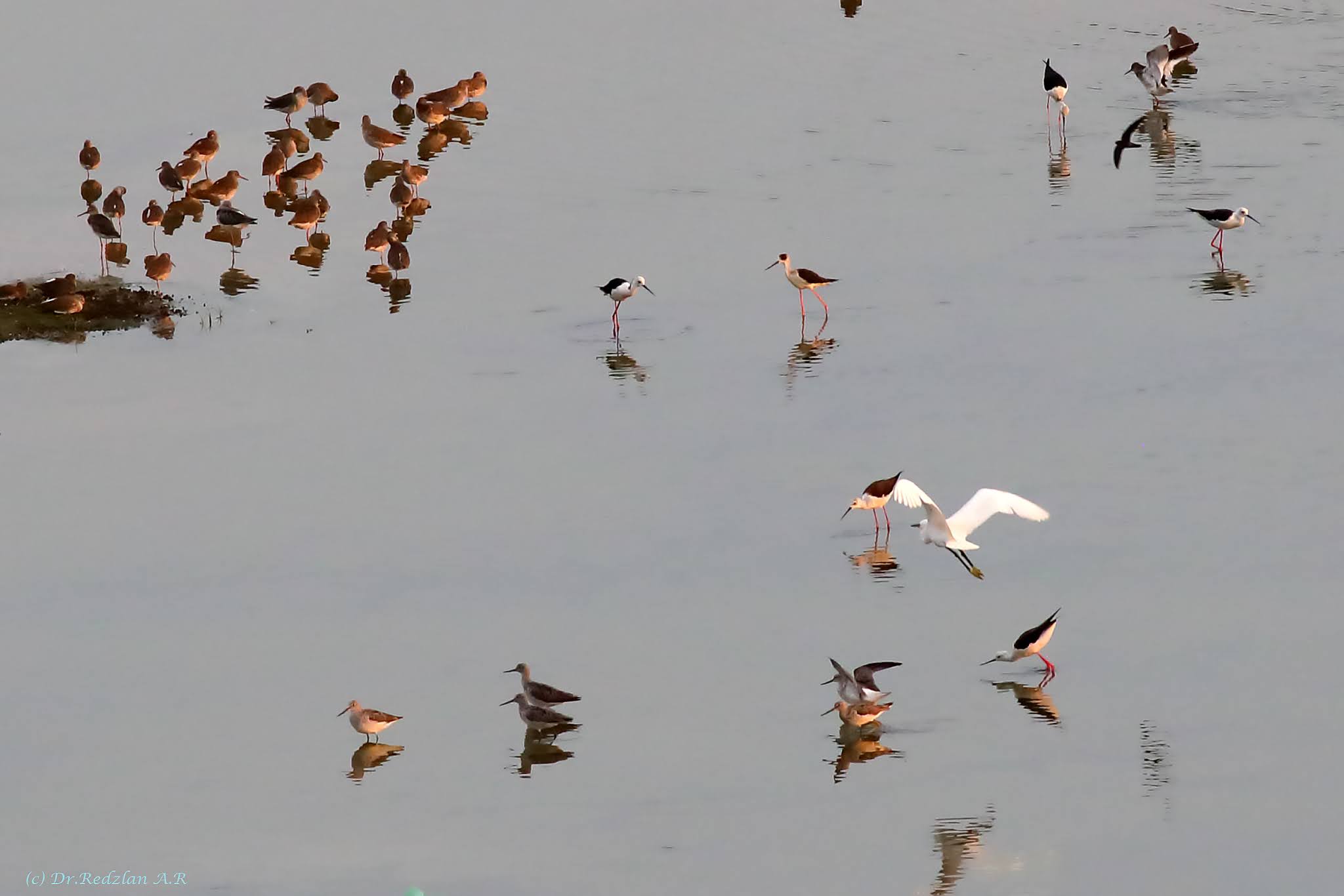 Birds and Nature Photography @ Raub: Birding in Malacca mudflat ...