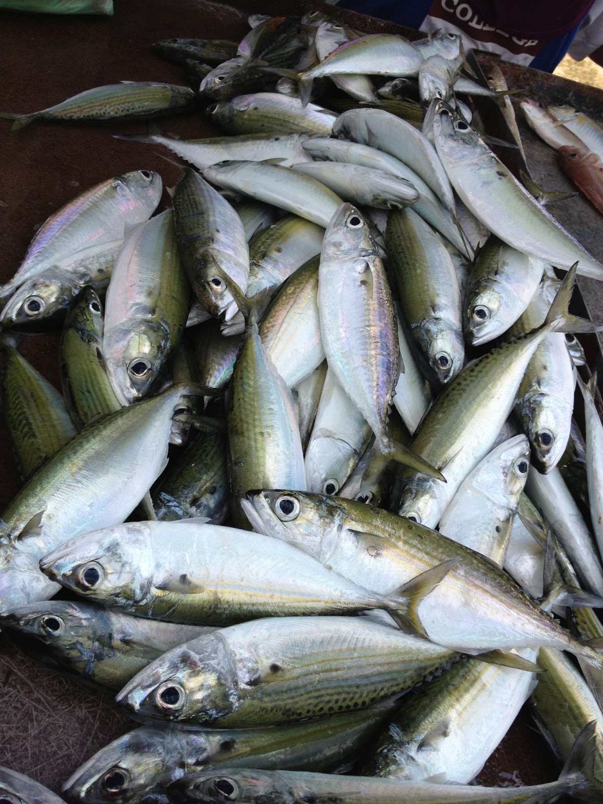 Ikan Segar dari Laut China Selatan
