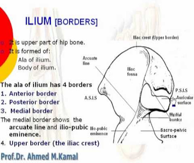 HIP BONE Coxal Bone / Innominate Bone
