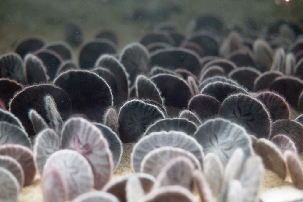 The Sand Dollar – the Animal that Can Clone Itself | The Ark In Space