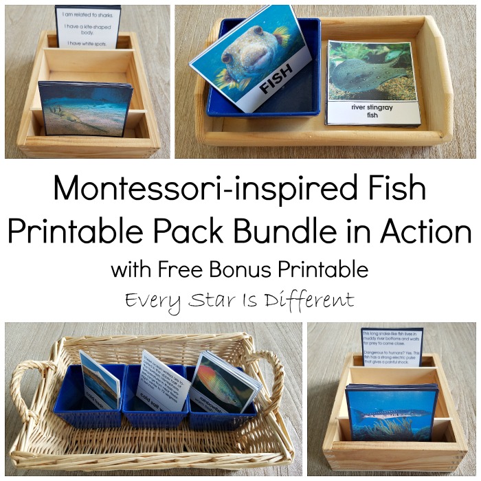 Fish Unit with Free Printables - Every Star Is Different