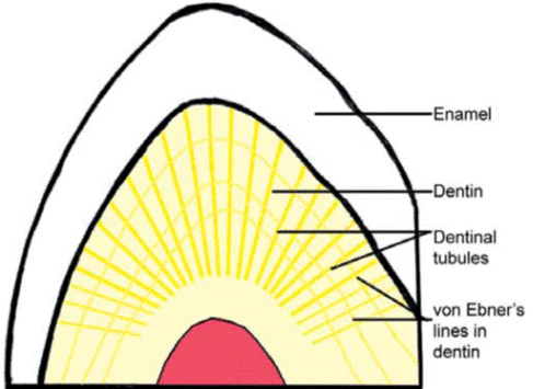 Dentin- Microscopic Structure, Properties, Types and Functions