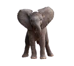 Elephant photo editing
