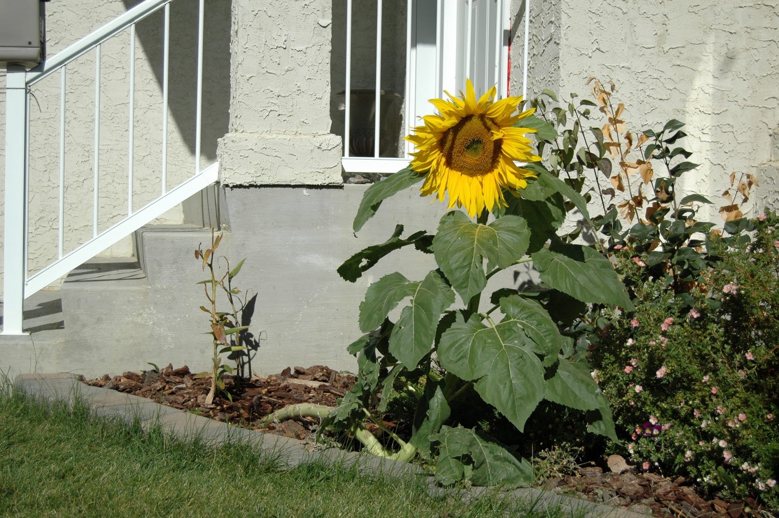 Leslie Ruo's Blog: Update: Russian Mammoth Sunflower
