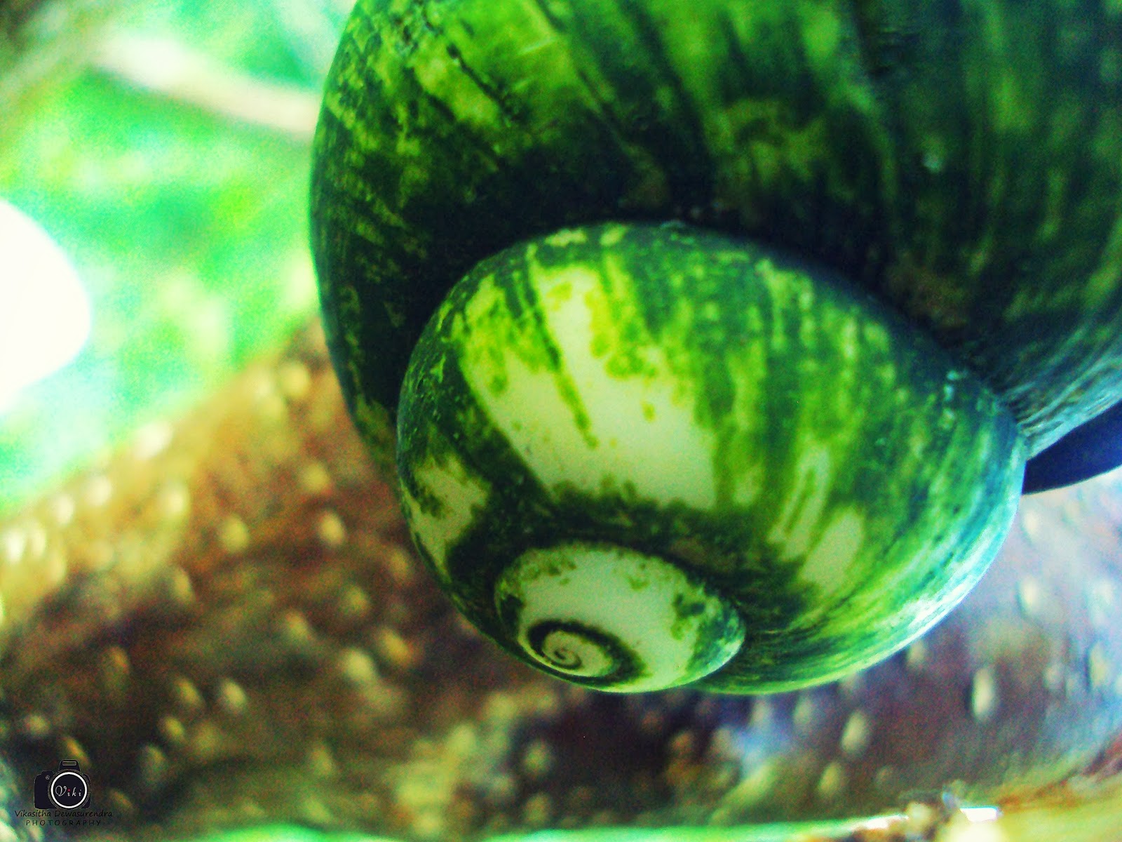 Spiral - Snail | Vikipics