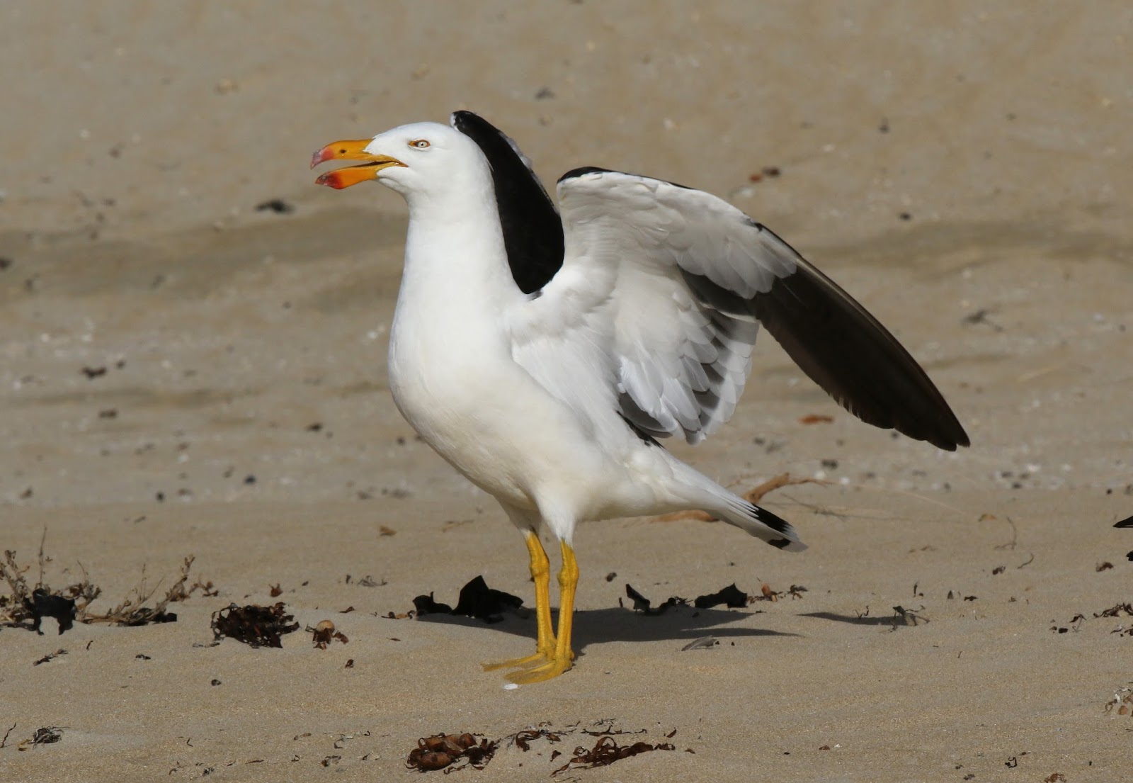 Chris Gibbins - gulls & birds: Pacific Gull