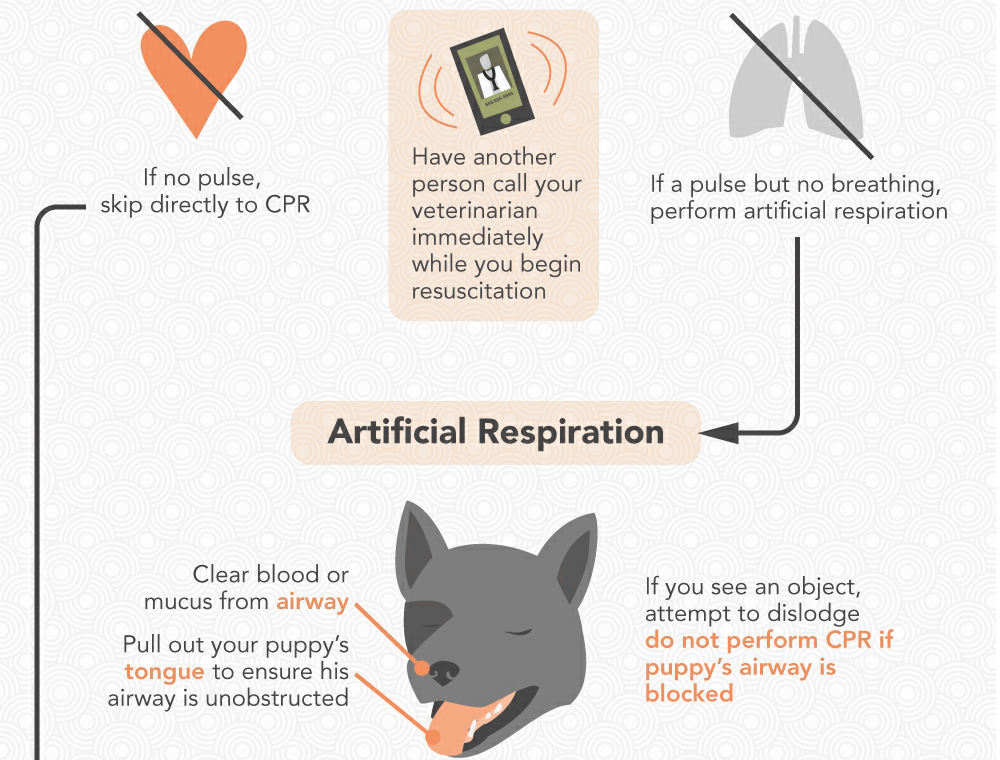 Mad About Pets!: Infographic Guide to Puppy CPR