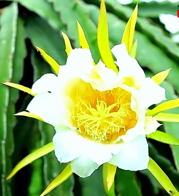 CARA MENANAM / BUDIDAYA BUAH NAGA | Pertanian