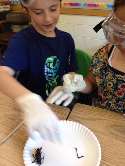 Team McNitt: Dissecting Insects
