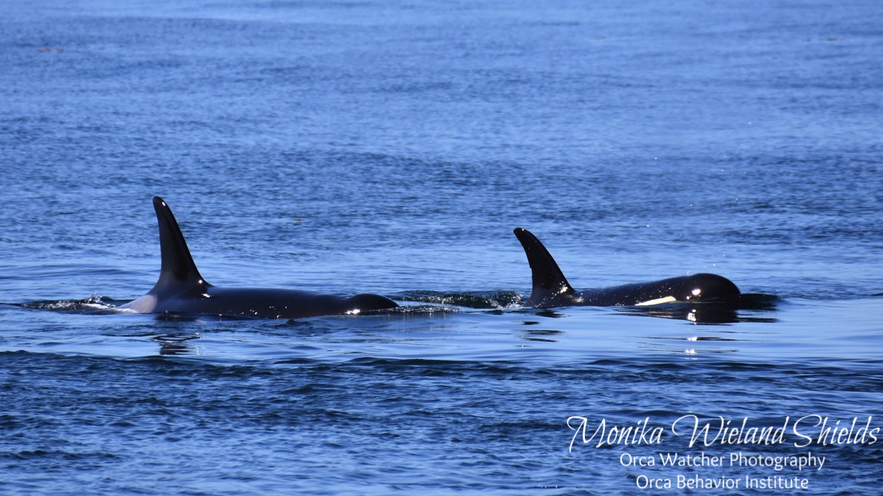 Orca Watcher: On Grieving Whales