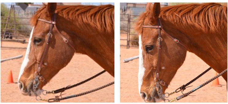 Functional Horsemanship: Reins to Bit Connections