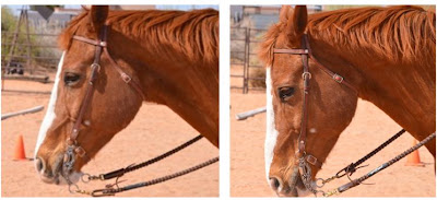 Functional Horsemanship: Reins to Bit Connections