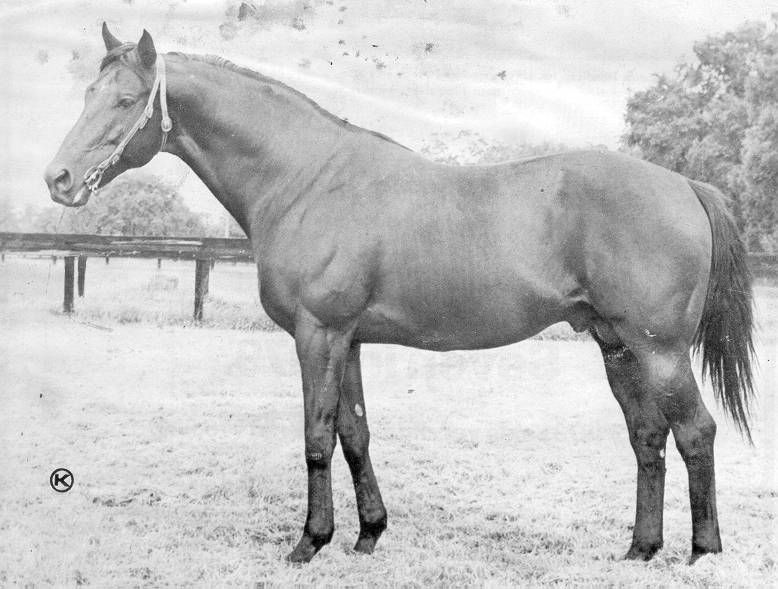 albatroz bloodstock USA: A. P. INDY x MR. PROSPECTOR