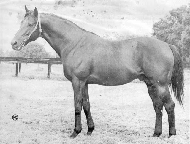albatroz bloodstock USA: A. P. INDY x MR. PROSPECTOR