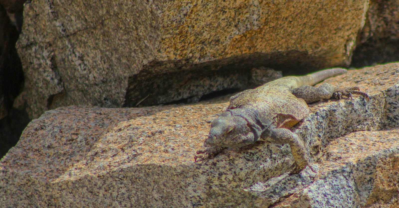 Cannundrums: Western Chuckwalla - Corn Springs