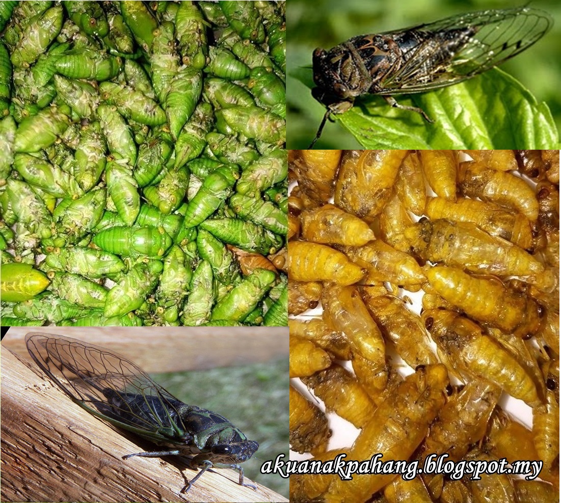 SERANGGA RIANG-RIANG RERIANG CICADAS | AKU ANAK PAHANG