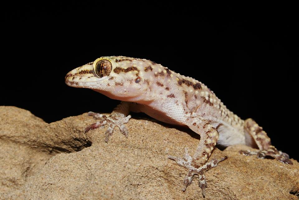 Biodiversity of Cyprus by NGO Protection of the Natural Heritage and ...