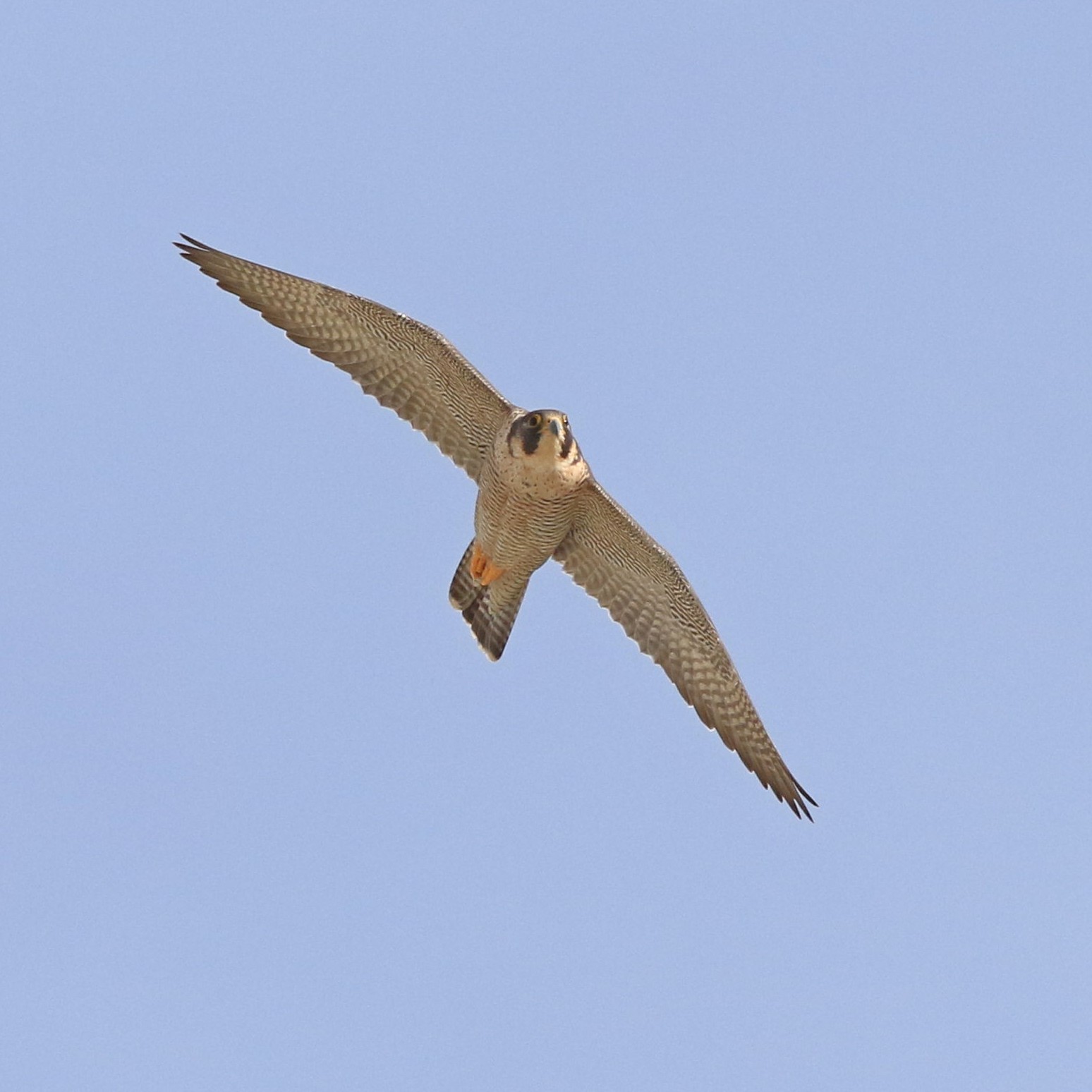 rapaces diurnas de cataluña: 14-12-2019 Halcón peregrino cazando