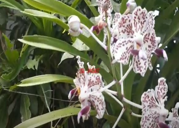 Cara Tanam , Perawatan Dan Penangkaran Anggrek Vanda Trikolor - Rumah ...