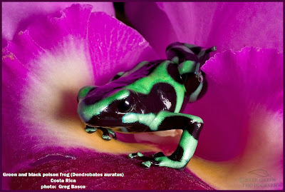 Frog Hopper Glen: Beauty & Poison: Costa Rican Frogs Captured by Greg Basco