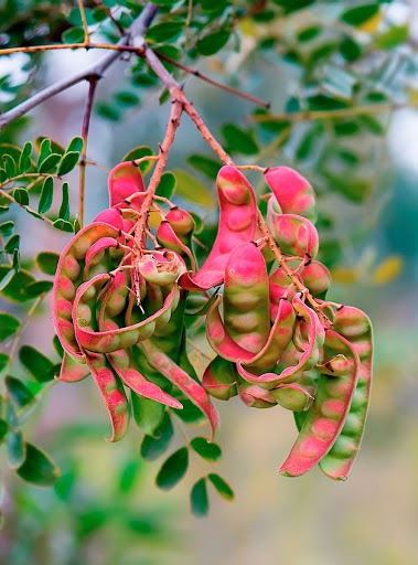 Planta de Tara y sus beneficios