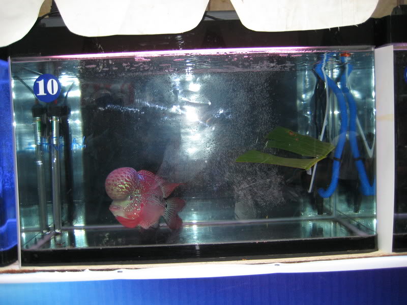 Flowerhorn The Hybrid Cichlids: King Kamfa - Vietnam hottest fh