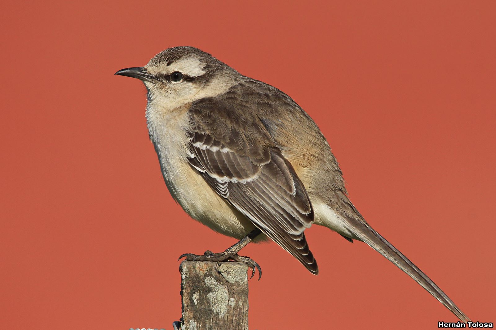 Aves Bonaerenses: Calandria en rojo