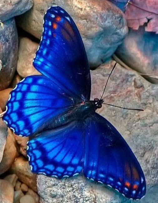 DLA KAŻDEGO: MOTYLE