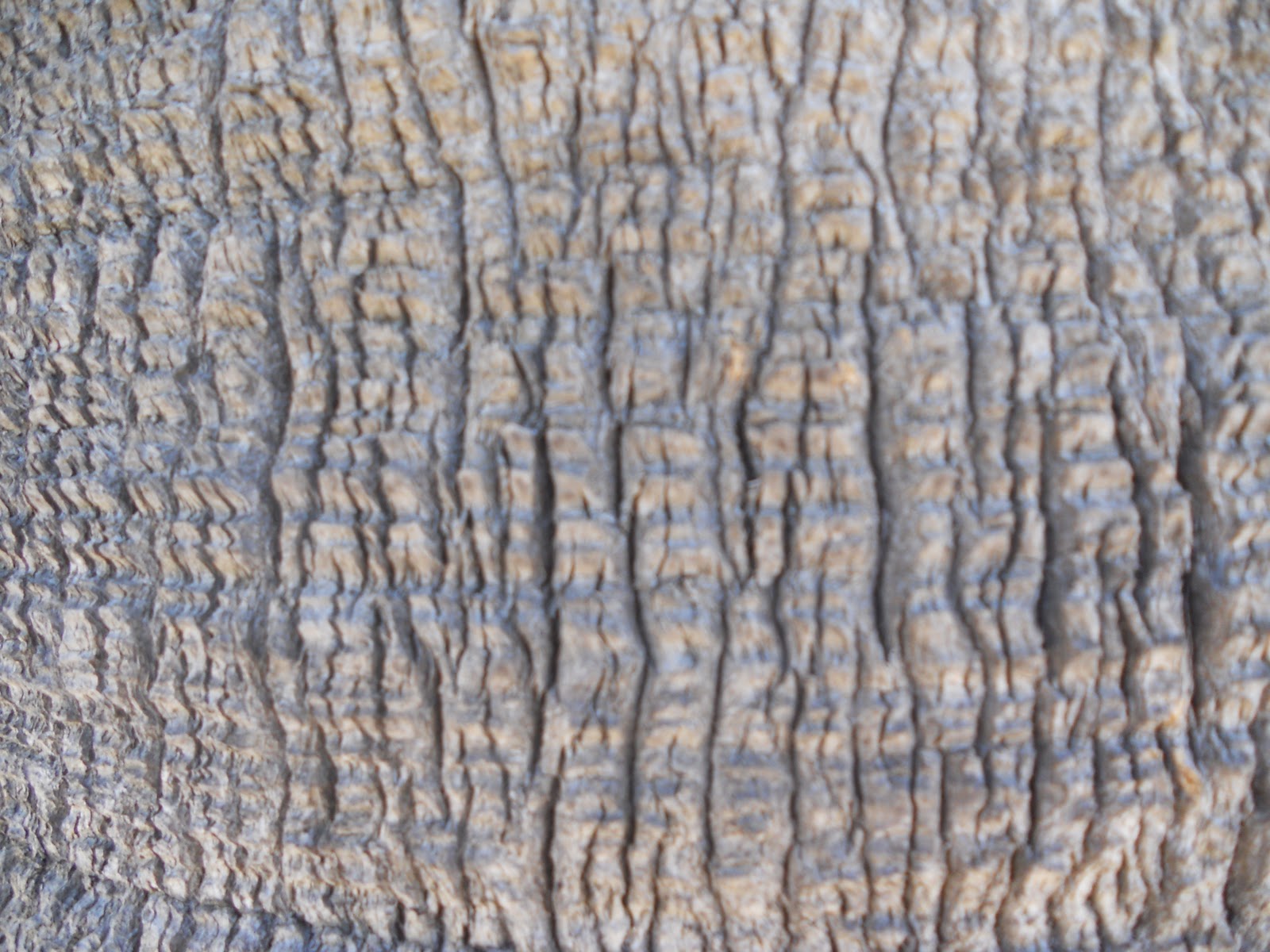 texturas naturales de la ciudad: texturas 4