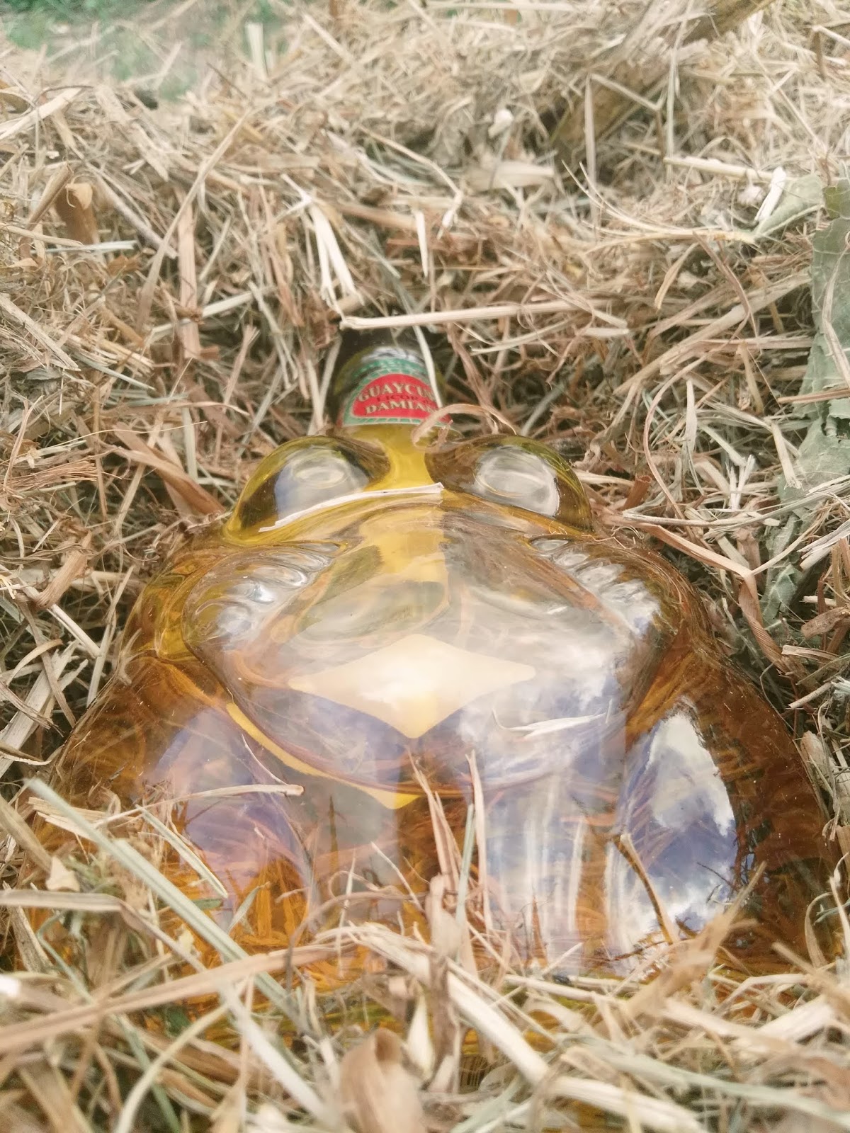 NotiMx : Licor de Damiana Guaycura, la delicia coctelera para celebrar ...