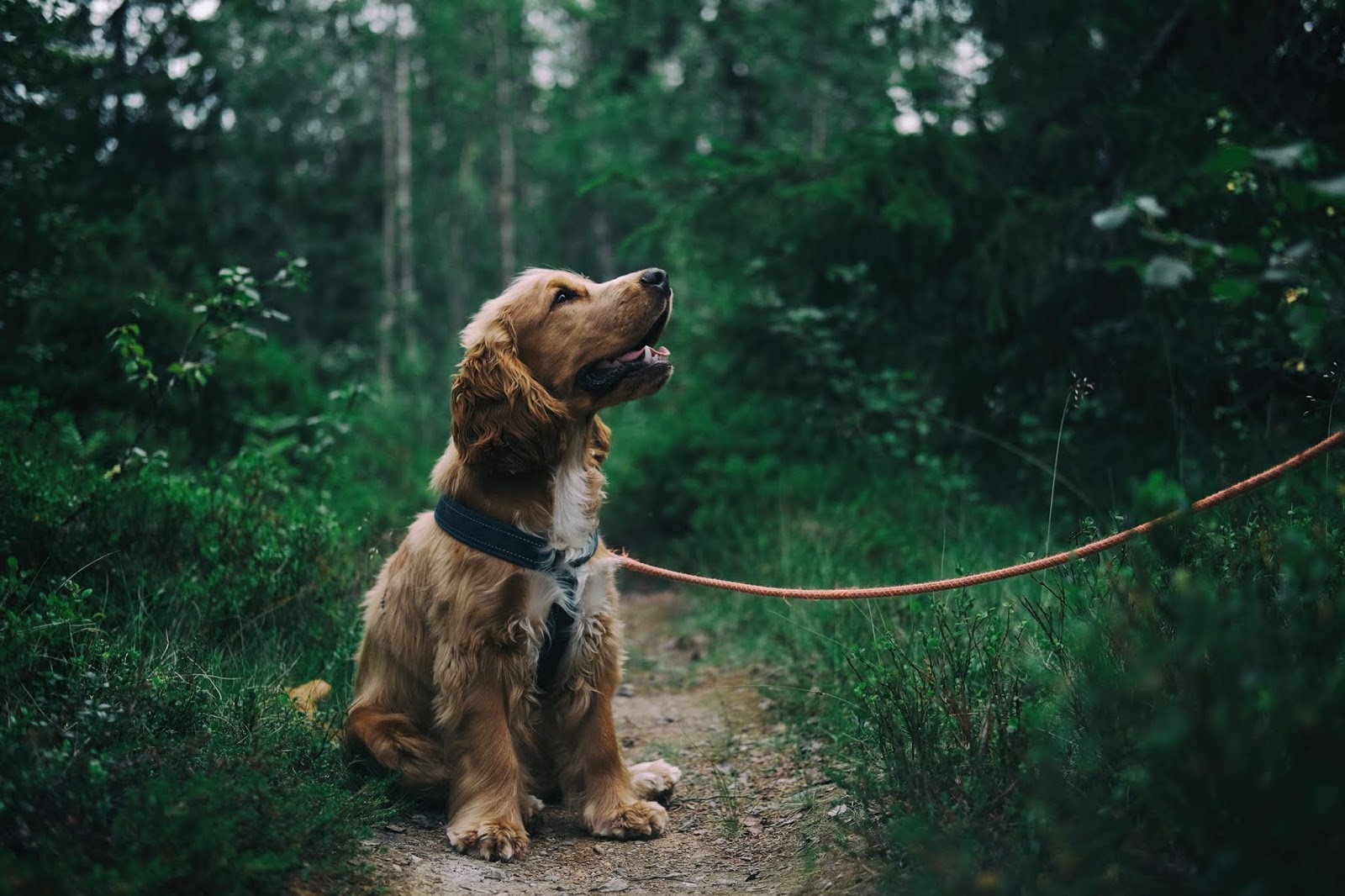 Can You Ask For Service Dog Proof Agriculture Updated 2022 Can You Ask For Service Dog Proof Agriculture Updated 2022