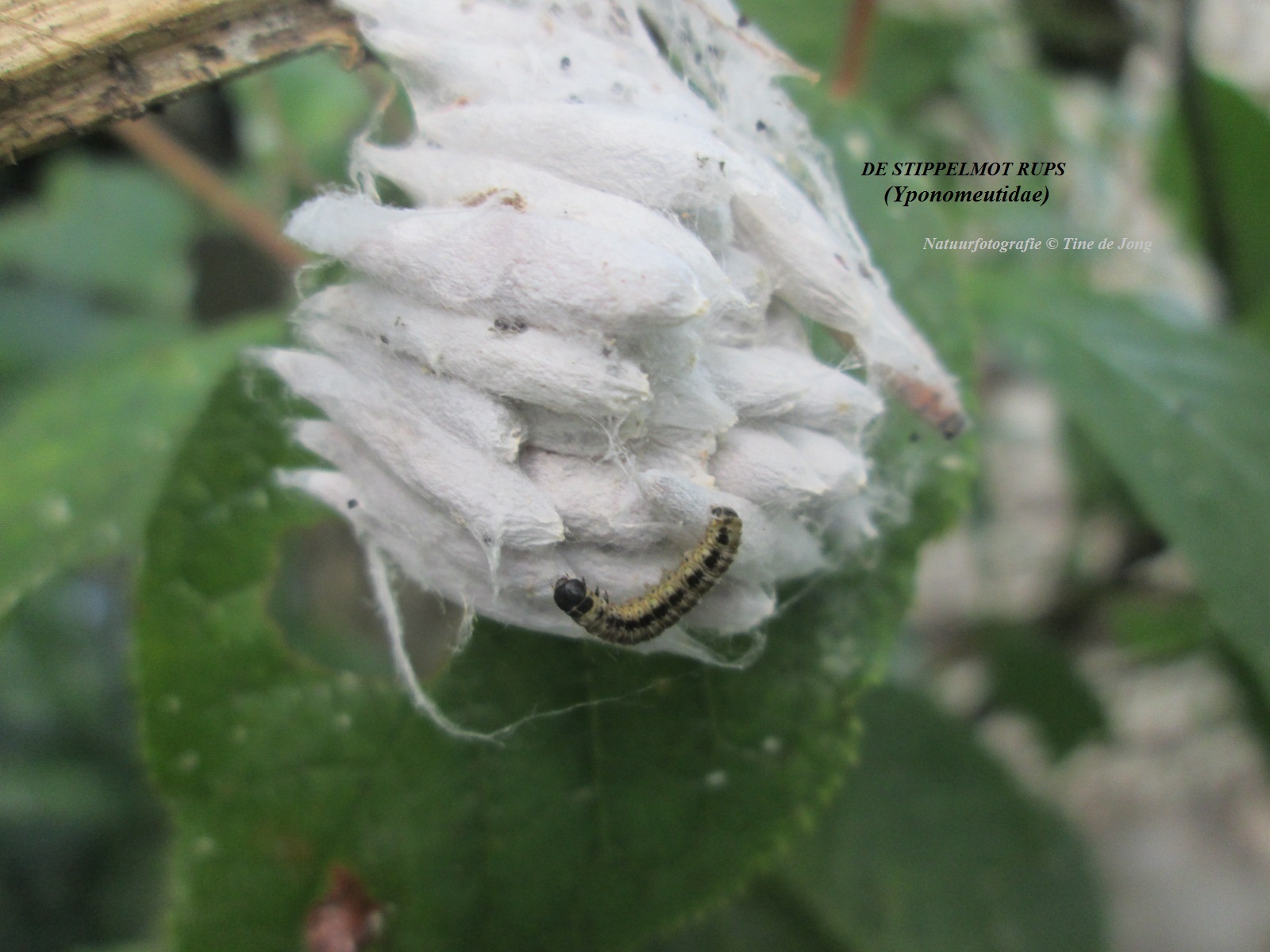 De Mens en de Natuur blogspot: Ontmoet de Spinselmot rupsen